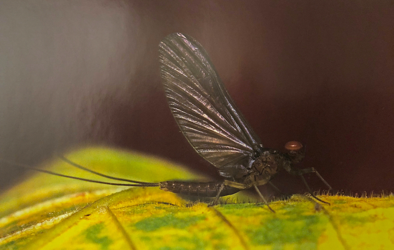 Flies: Blue Wing Olive - Fightmaster Fly Fishing Fightmaster Fly Fishing