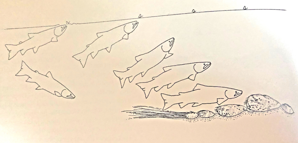 Understanding Rise Rings - Fightmaster Fly Fishing